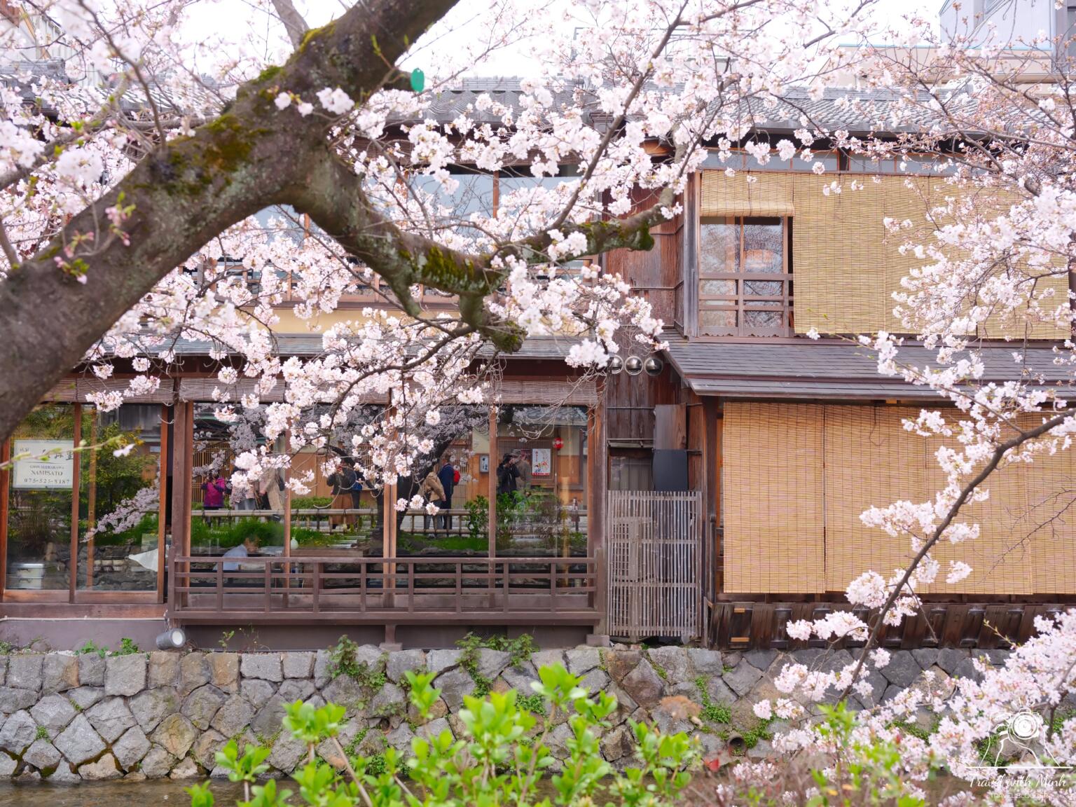 Places to see cherry blossoms in Kyoto - Travel with Minh