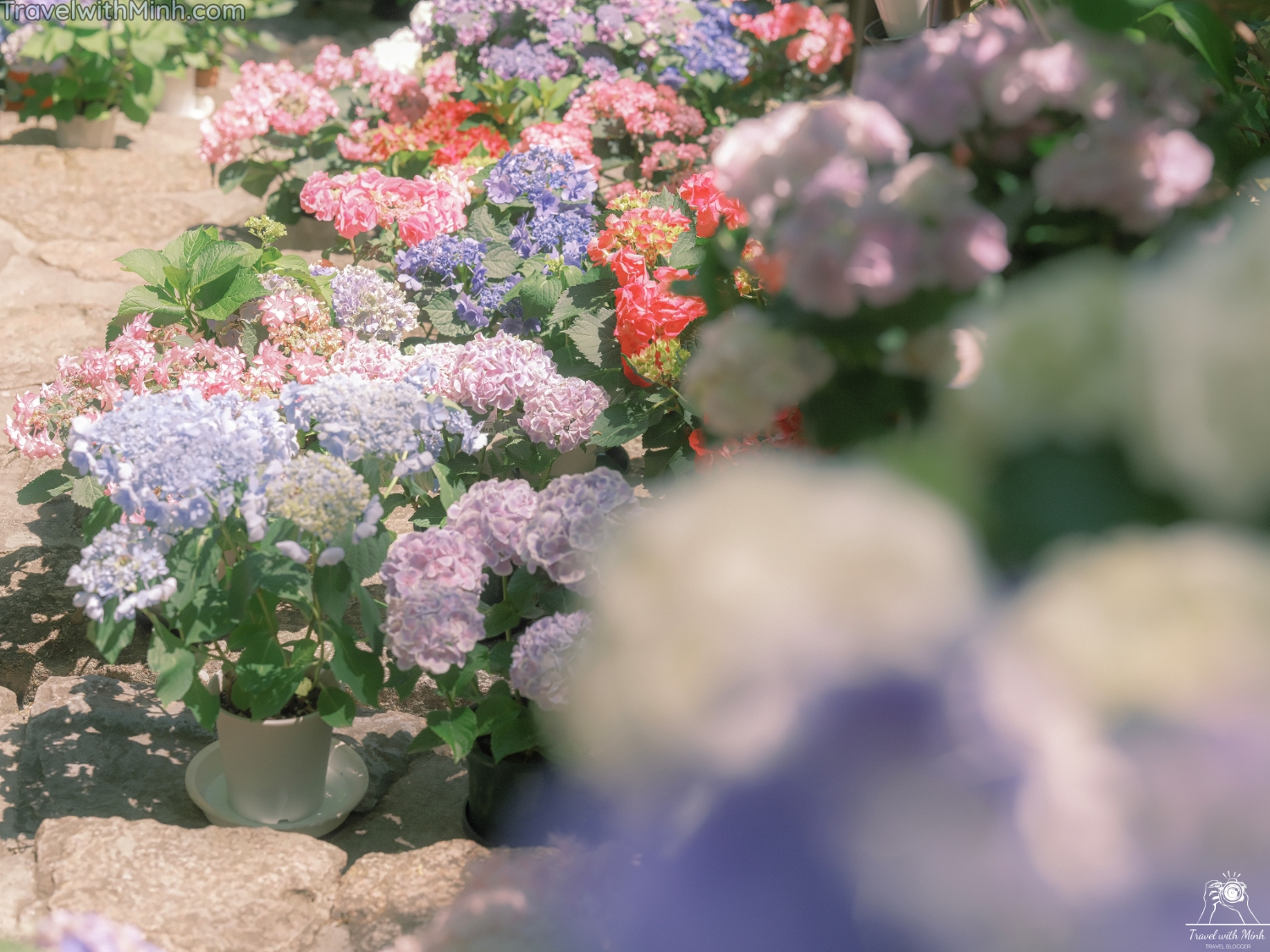 Places to see hydrangeas in Nara