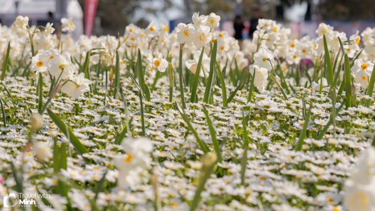 Discover Floriade – Australia’s Most Vibrant Flower Festival