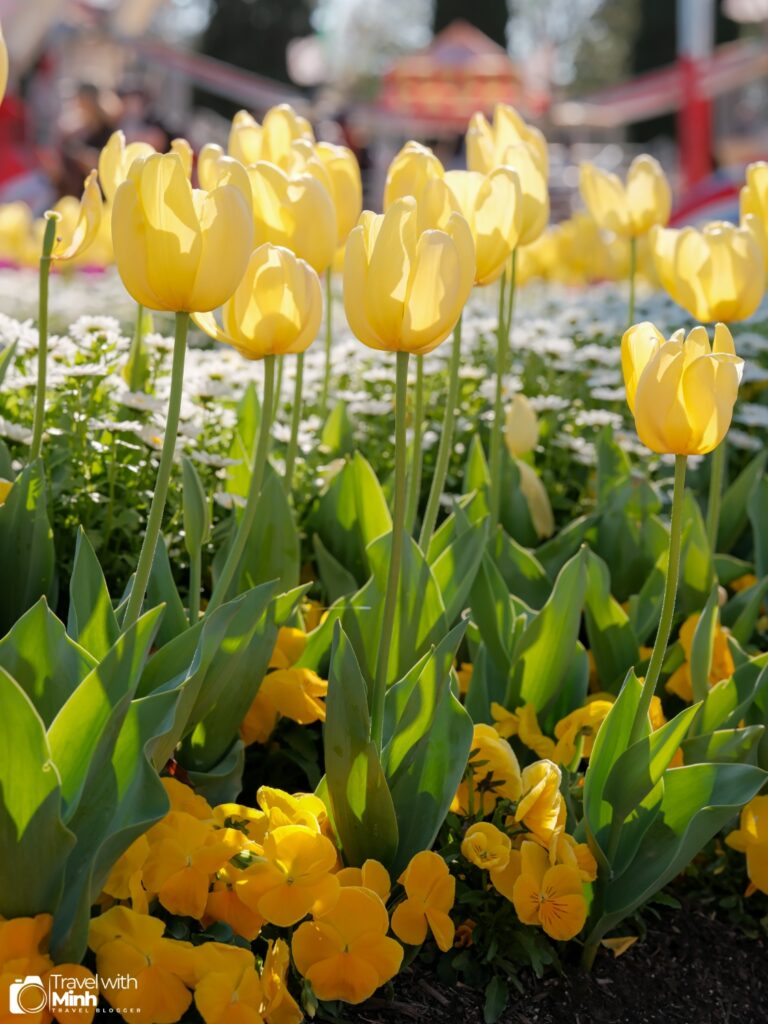 Discover Floriade – Australia’s Most Vibrant Flower Festival
