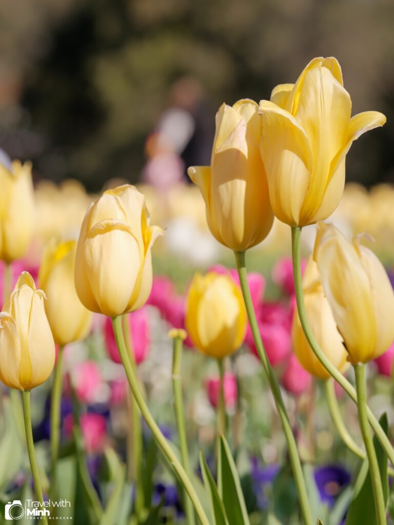 Discover Floriade – Australia’s Most Vibrant Flower Festival